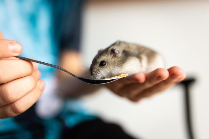 Beginner’s Hamster Guide: Step-by-Step Care & Schedule - Pet Wool Bed